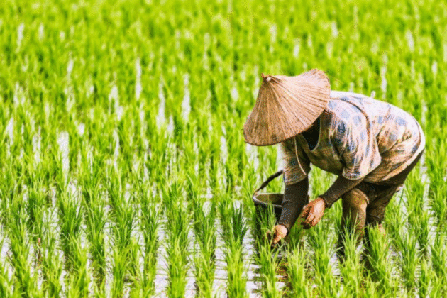 185 Hektar Lahan Padi Diusulkan Peroleh Asuransi - SUARANTB.com