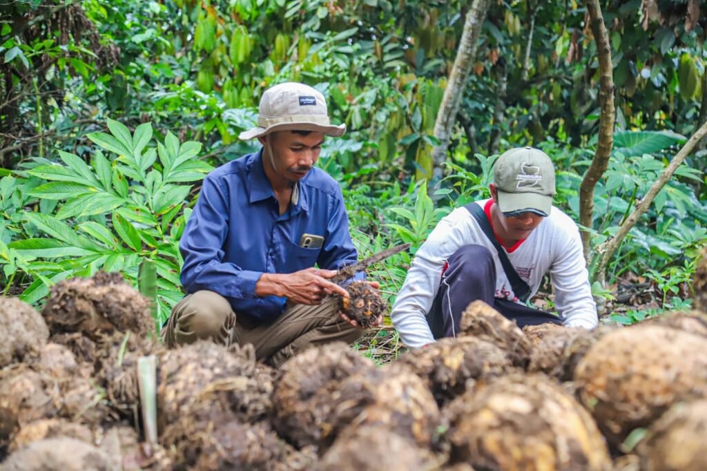 Petani Porang Tersenyum, Harga Tembus Rp10 Ribu per Kilogram - SUARANTB.com