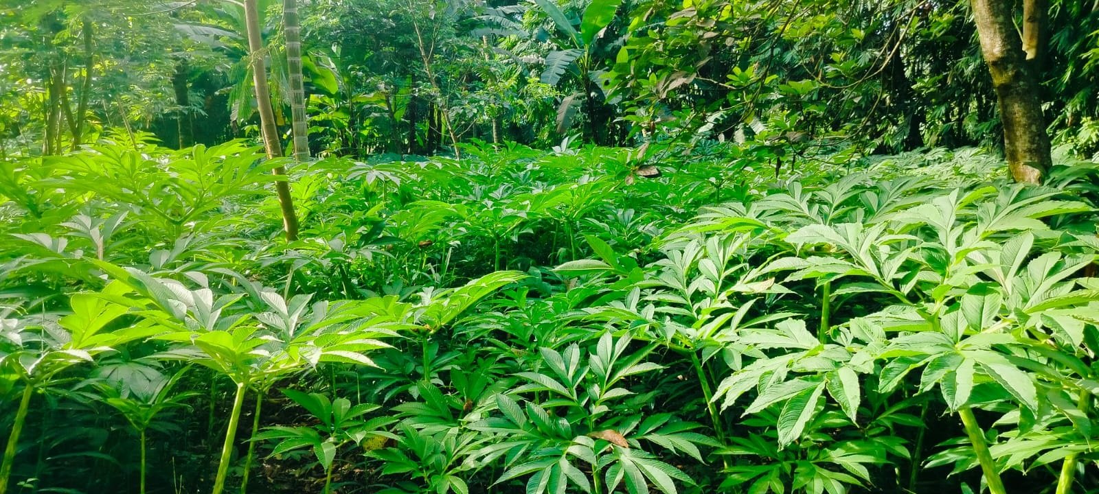 Harga Porang di Lotim Tembus Rp9.000 per Kilogram - SUARANTB.com